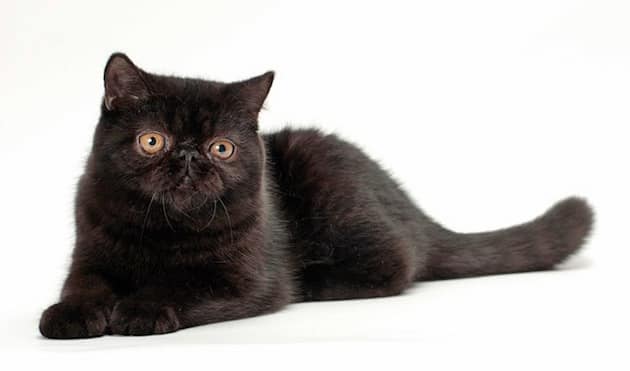 Razas de gatos negros - Nombres de gatos